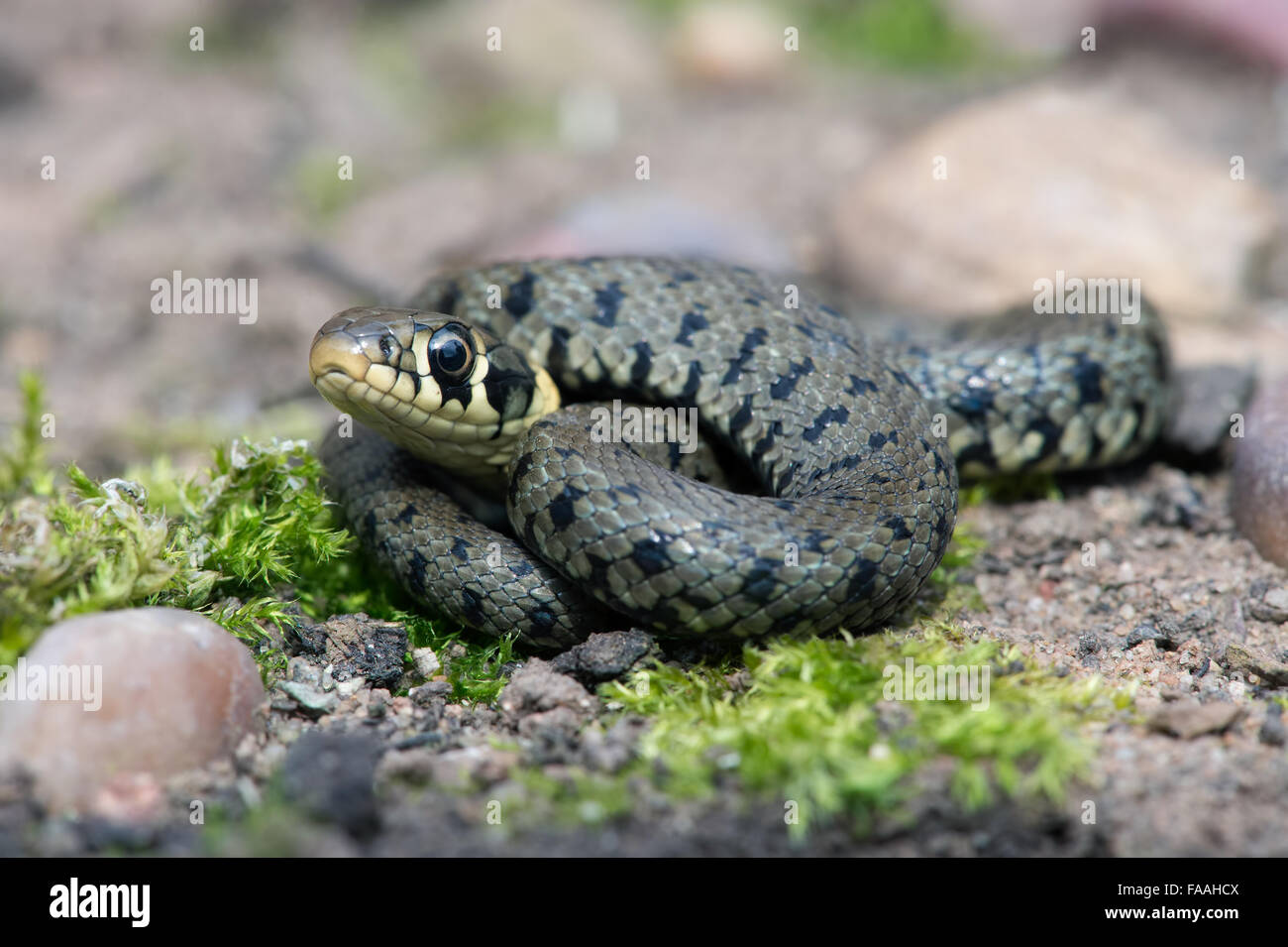 Grass Snake (Natrix Natrix Stock Photo - Alamy