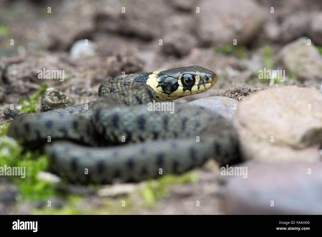 Grass Snake (Natrix Natrix Stock Photo - Alamy