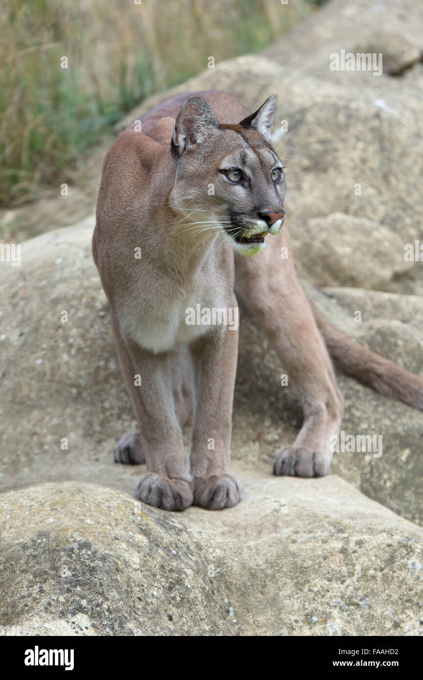Cougar (Puma Concolor Stock Photo - Alamy