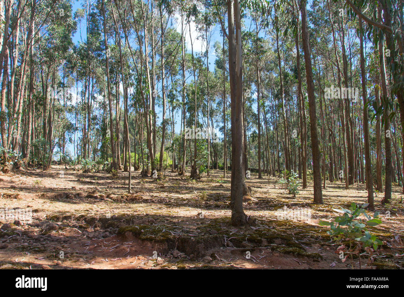 Eucalyptus tree in addis ababa High Resolution Stock Photography and ...
