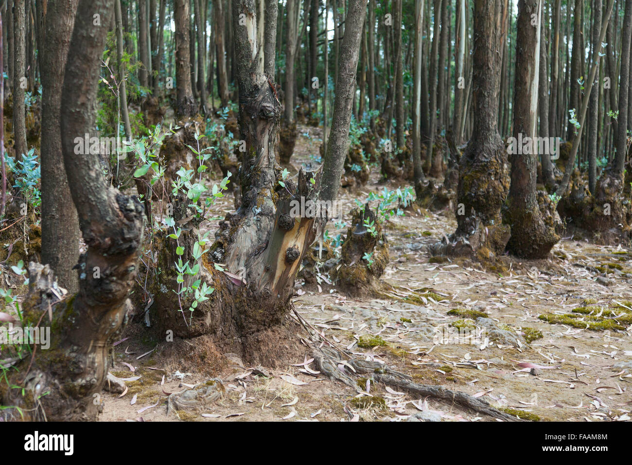 Traditional eucalyptus trees hi-res stock photography and images - Alamy