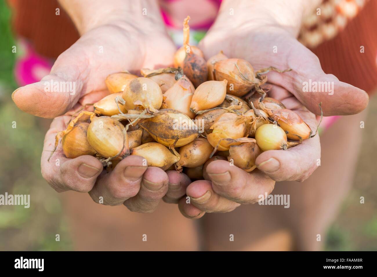 Senior hands holding onions Stock Photo - Alamy