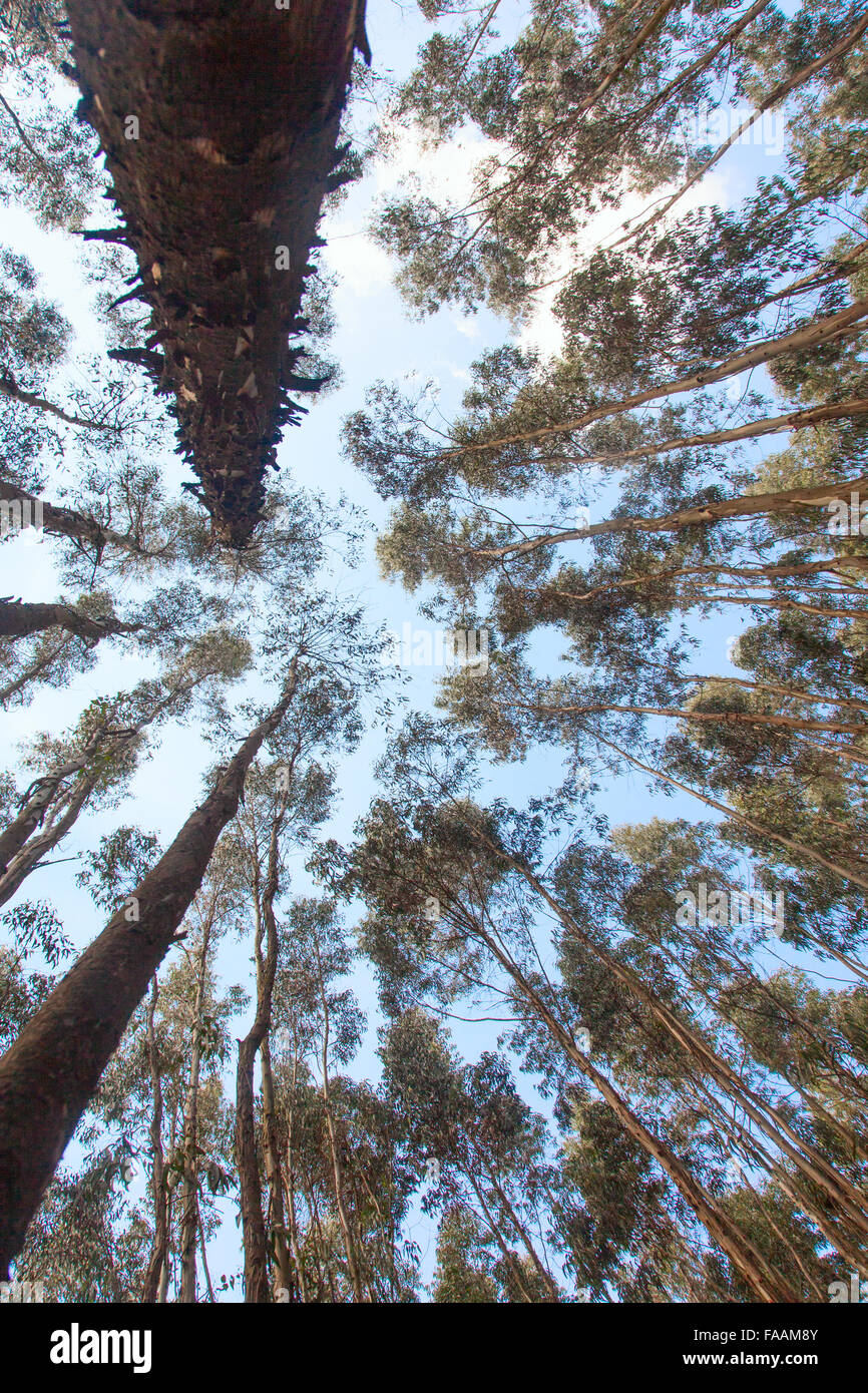 Eucalyptus tree in addis ababa High Resolution Stock Photography and ...
