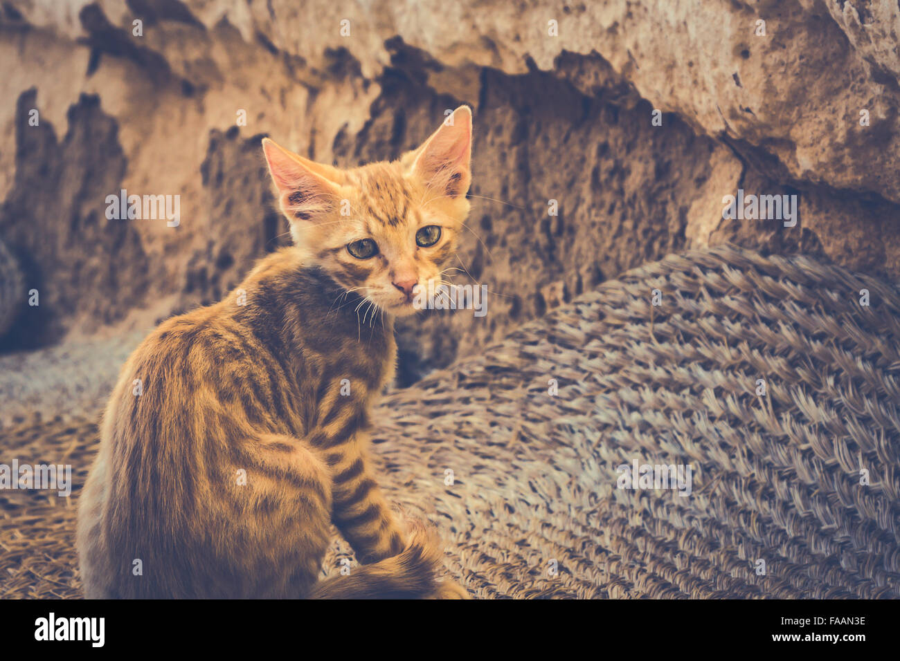 Tabby Cat looks into camera Stock Photo - Alamy