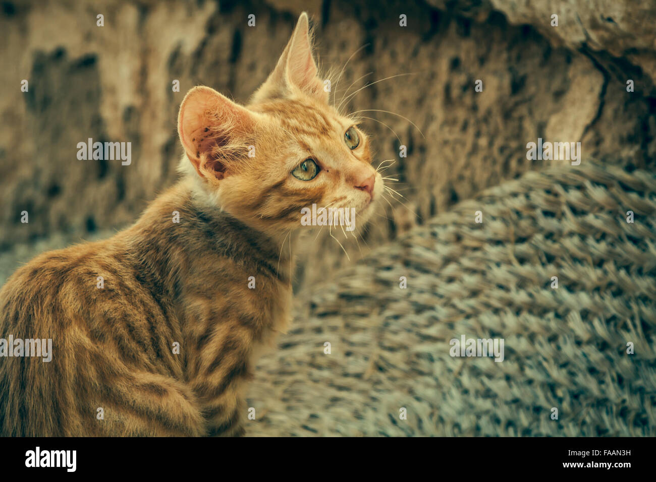 Tabby Cat looks into camera Stock Photo - Alamy