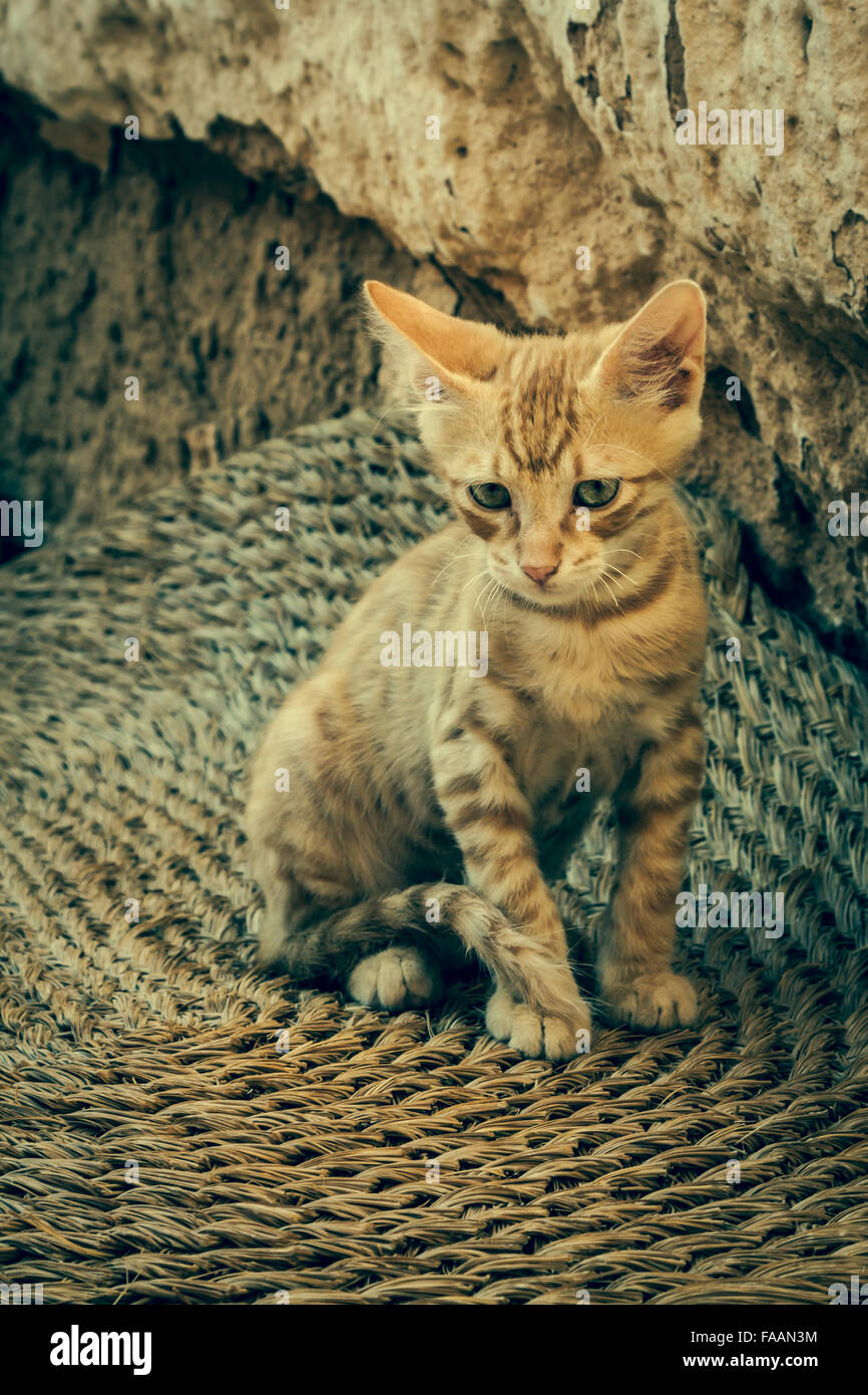 Tabby Cat looks into camera Stock Photo - Alamy