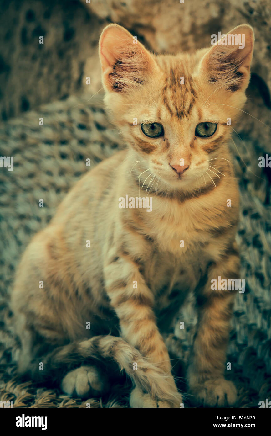 Tabby Cat looks into camera Stock Photo - Alamy