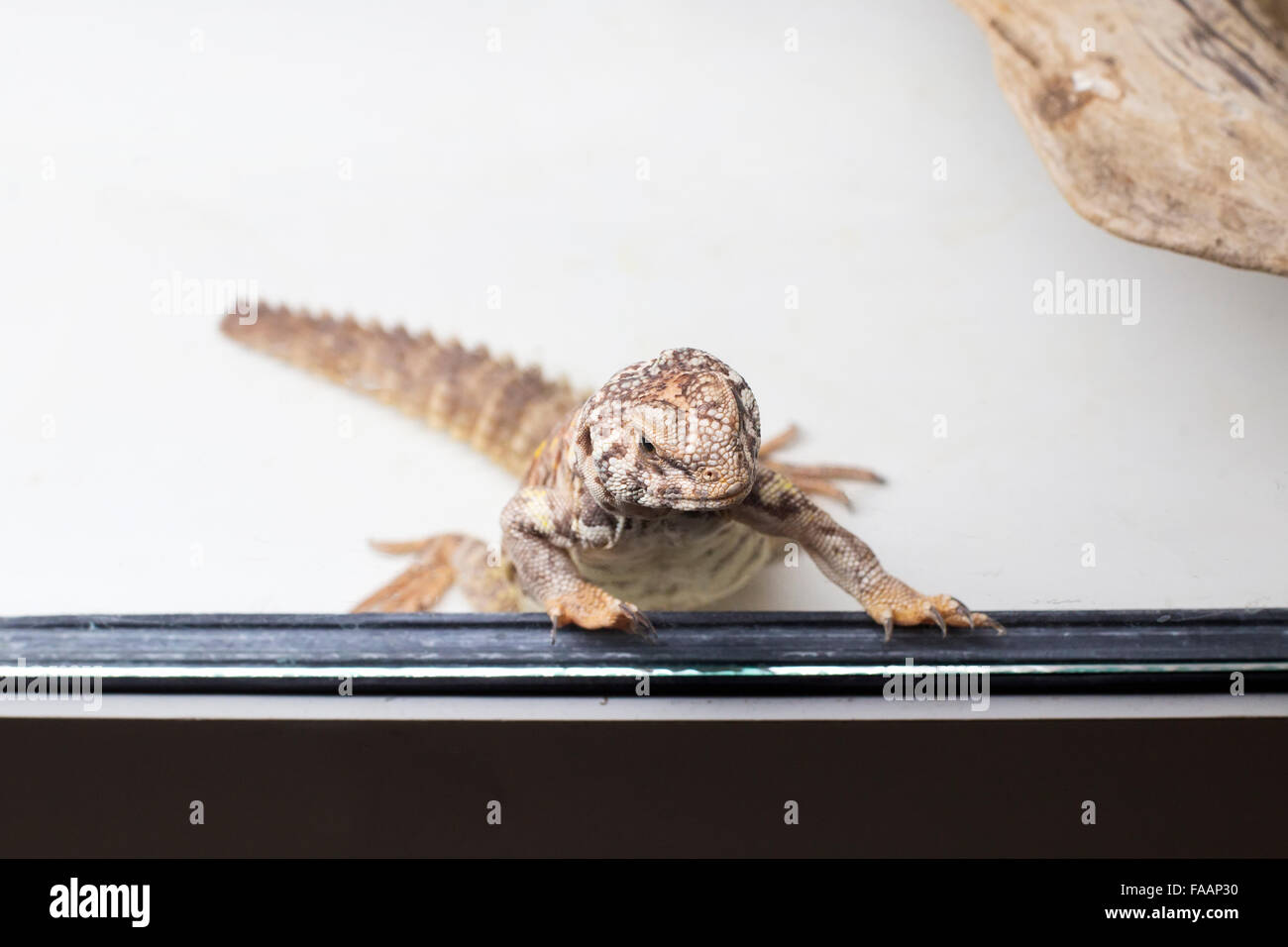 Tail of lizard hi-res stock photography and images - Alamy