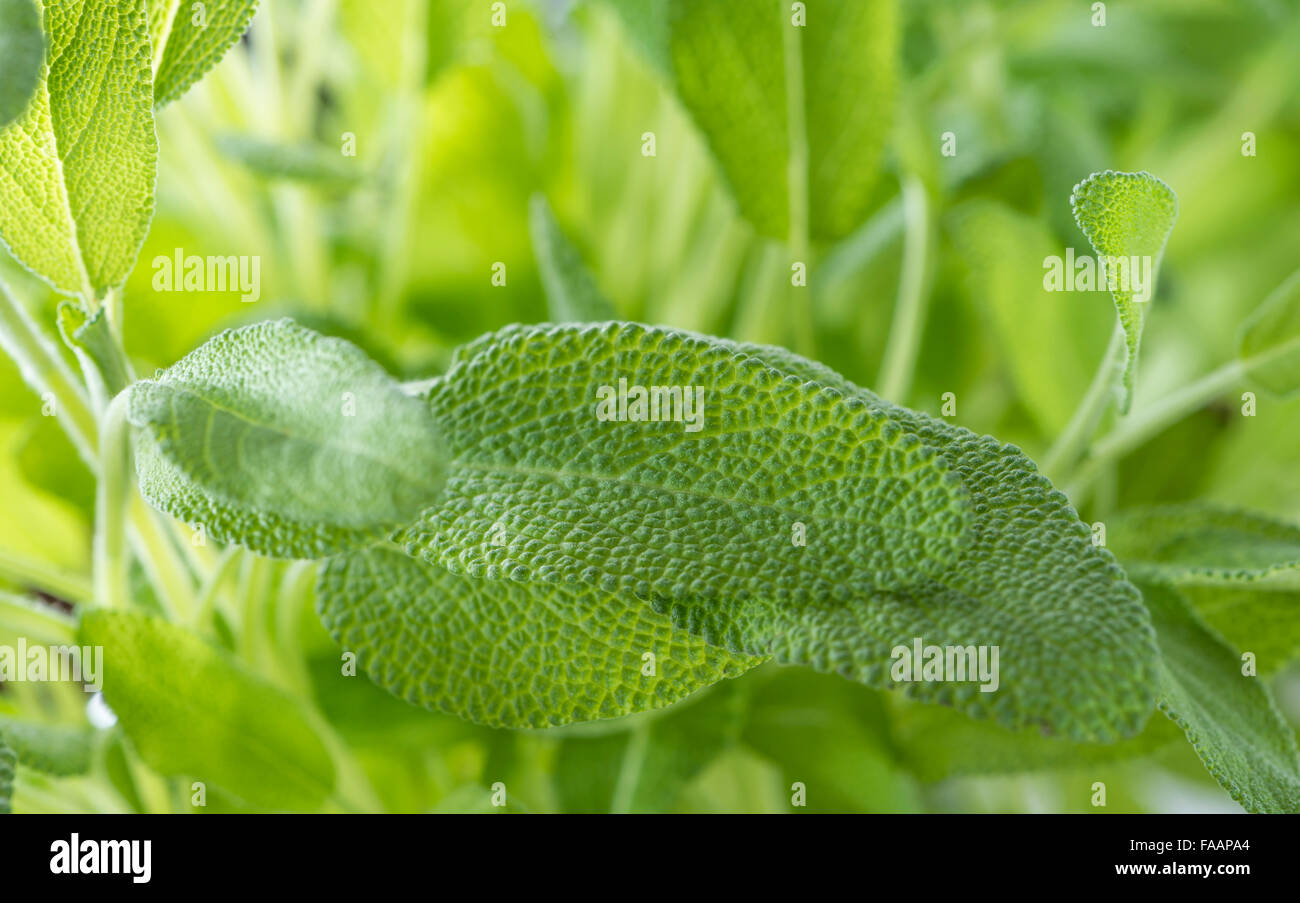 Sage Plant as detailed full frame close-up shot Stock Photo - Alamy