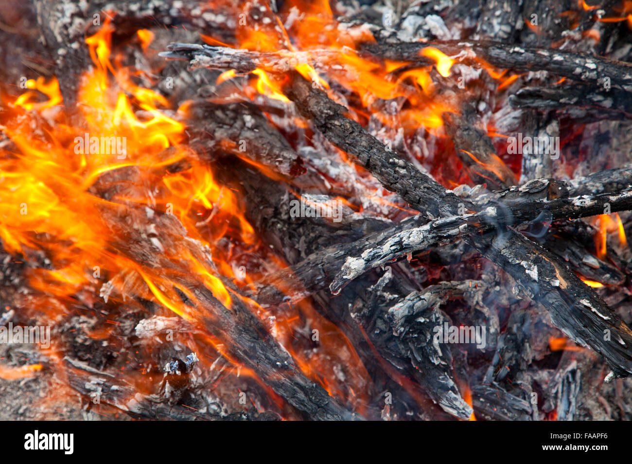 Fire in the camp beautiful red flame and burning fir branches Stock ...