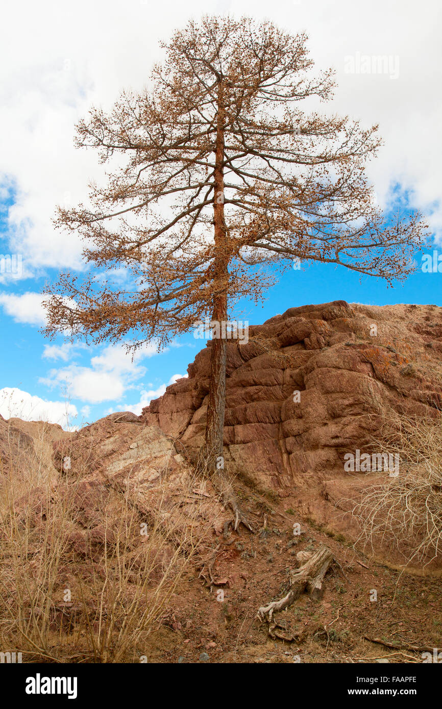 Silhouette lone single pine tree hi-res stock photography and images ...