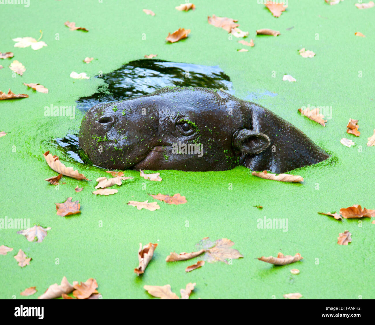 pygmy hippo is sitting in a swamp and gets pleasure Stock Photo - Alamy