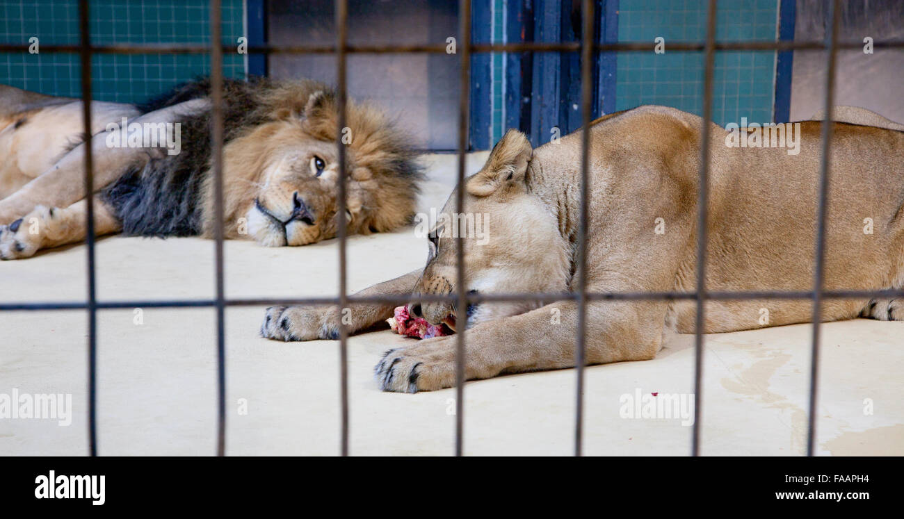 Behind bars in a zoo lion eating meat Stock Photo - Alamy