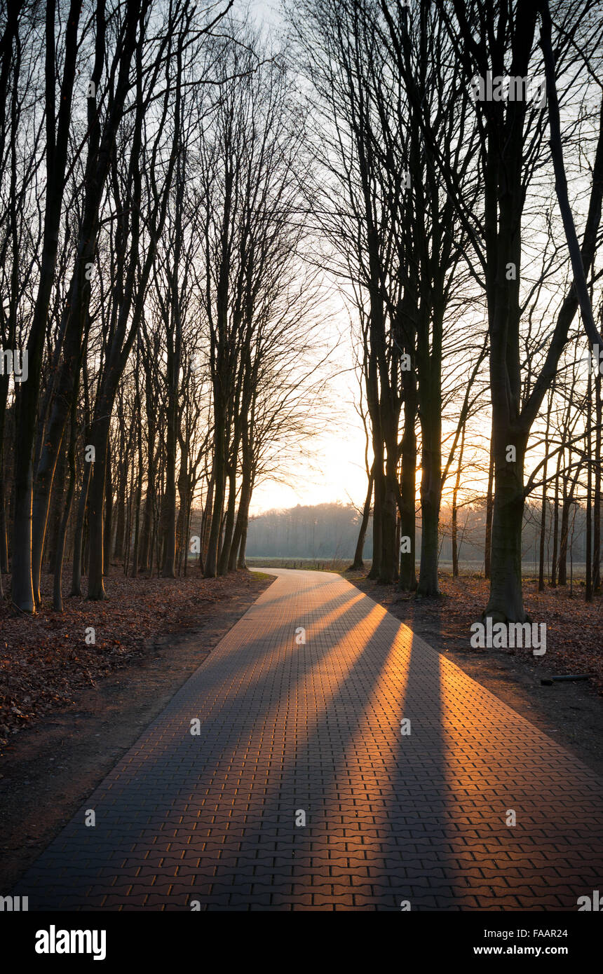 sunset makes larges shadows of trees on a forest road Stock Photo - Alamy