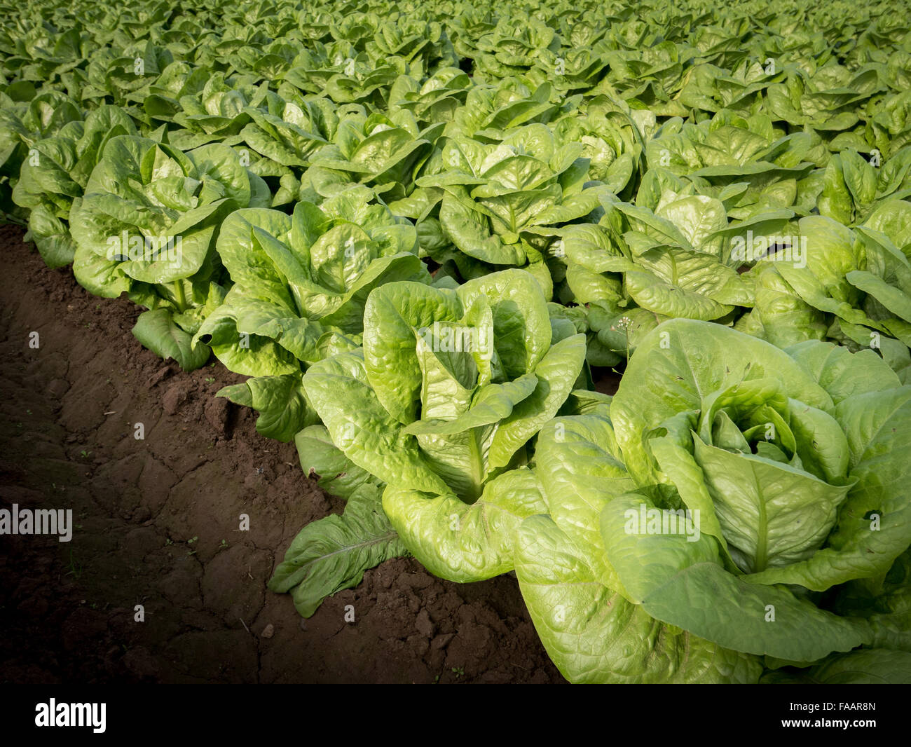 Plantation border hi-res stock photography and images - Alamy