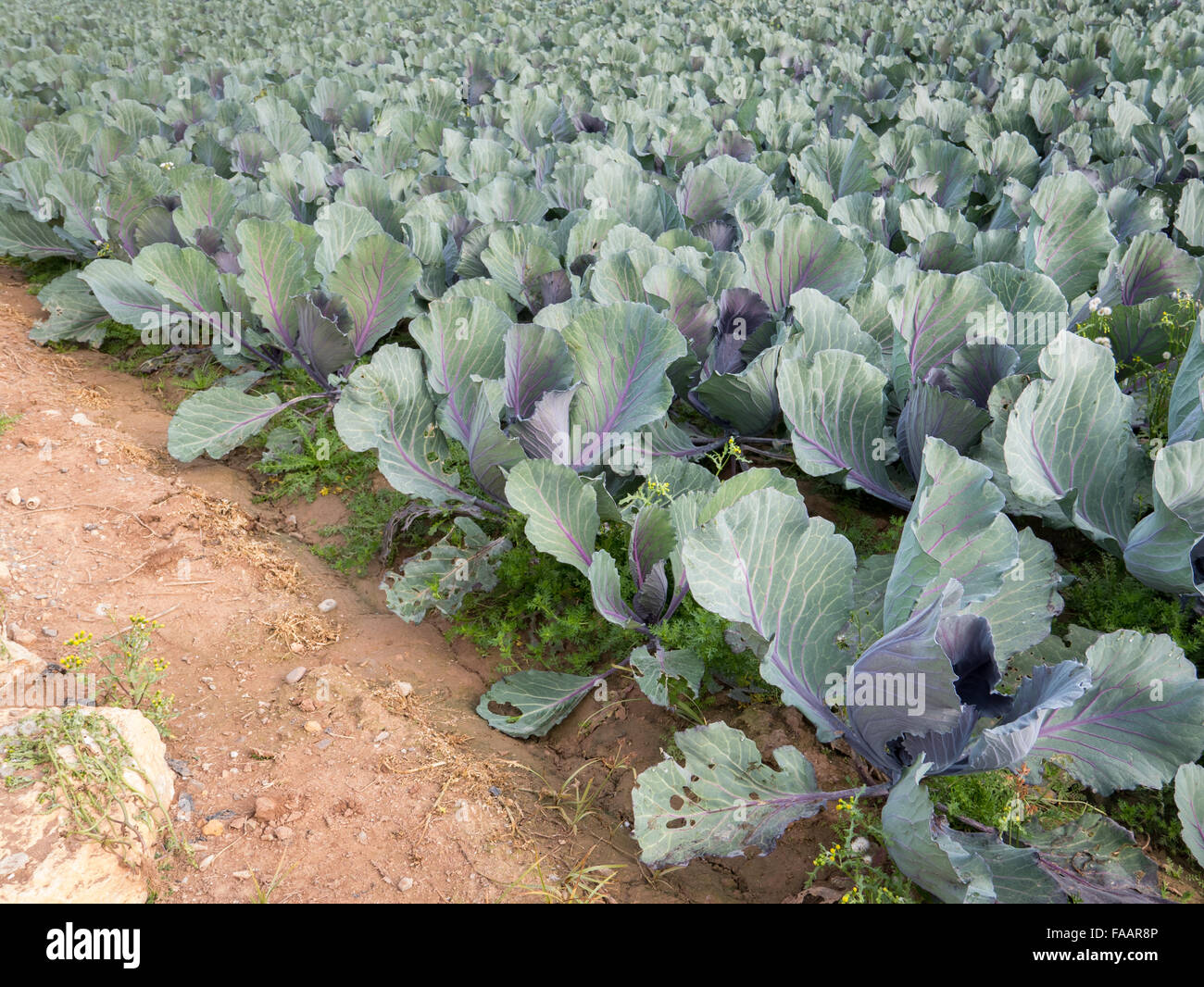 Plantation edge hi-res stock photography and images - Alamy