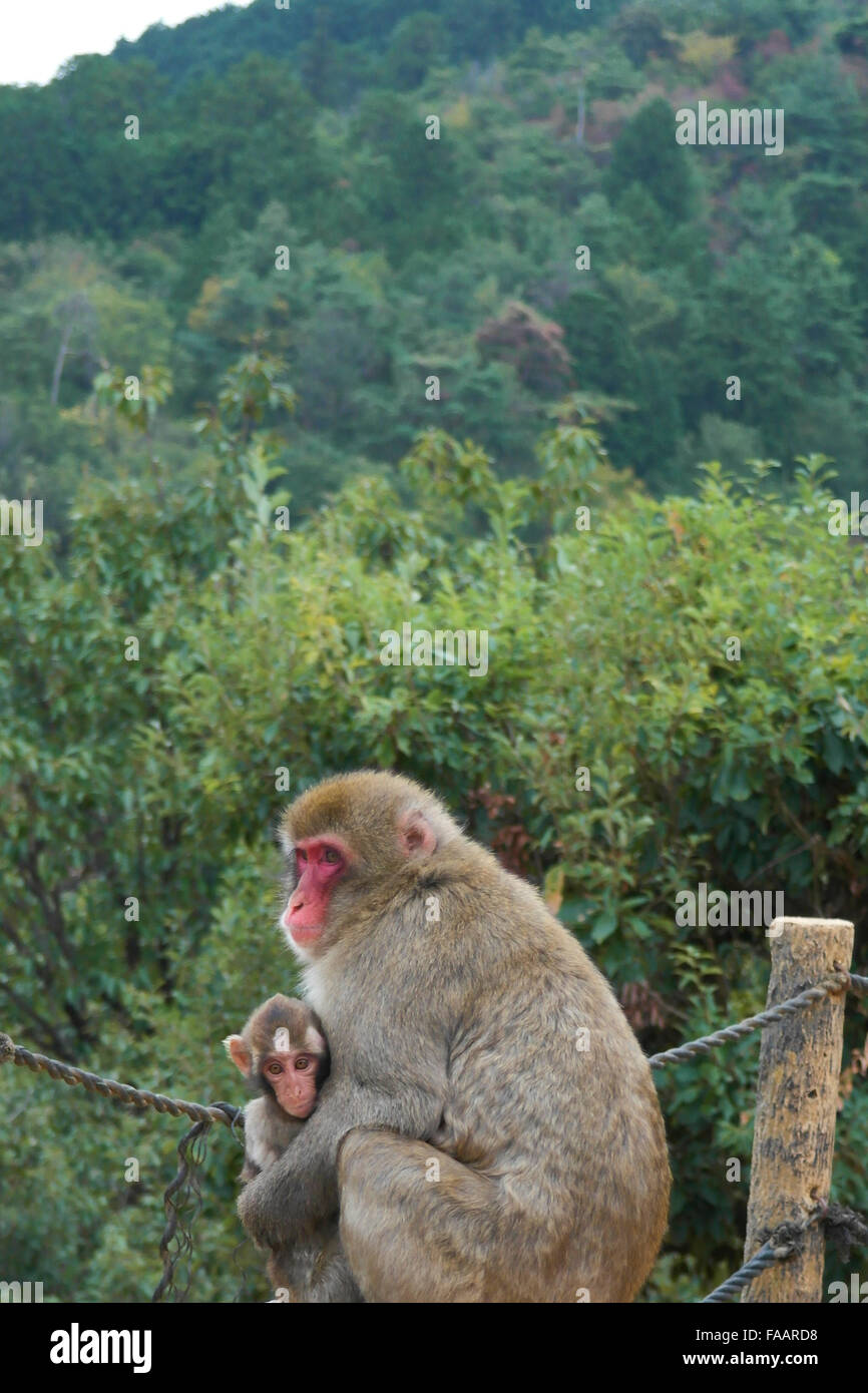 Monkey baby in japan Stock Photo - Alamy