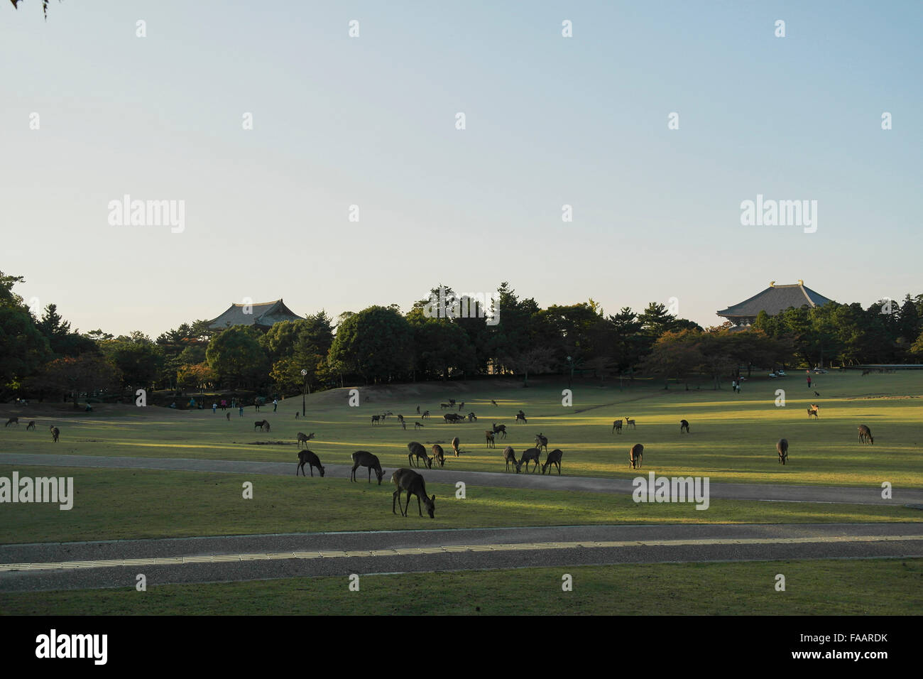 Deers on a grass field in Central Nara - Japan Stock Photo - Alamy