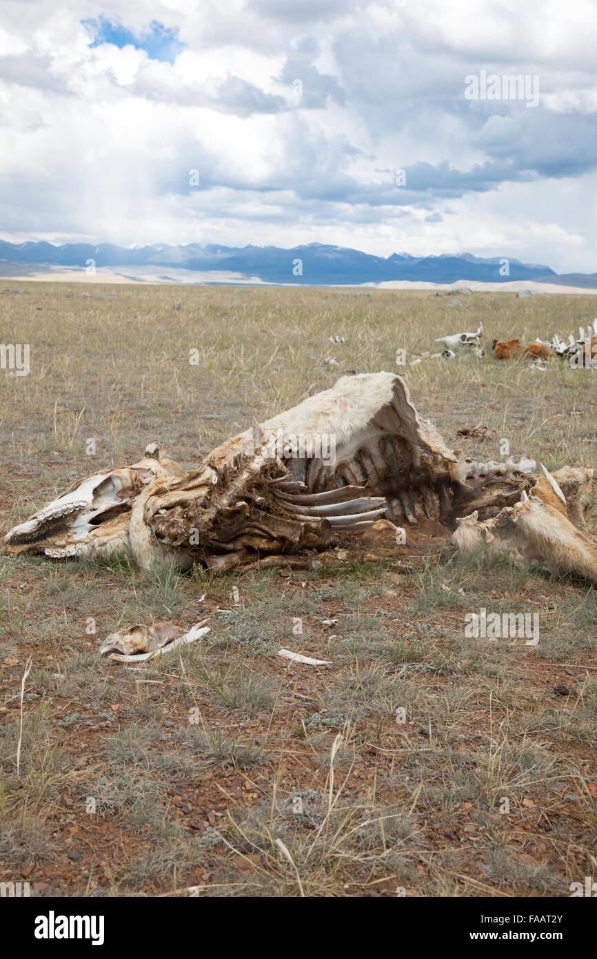 Dead animals in the desert steppe Stock Photo - Alamy