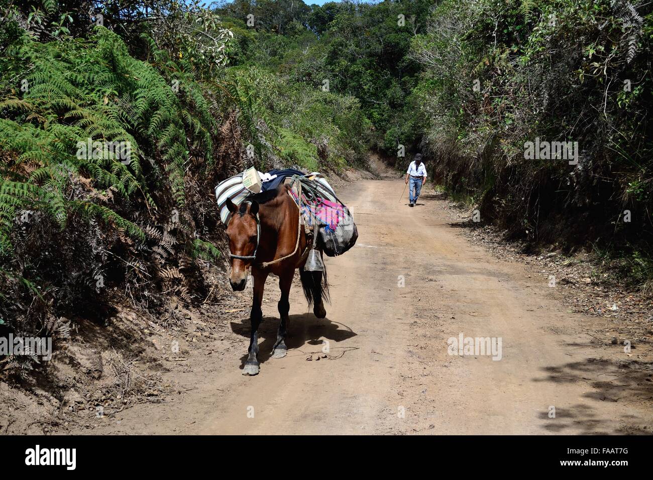 Farmer in Yanchala - AYABACA . Department of Piura .PERU Stock Photo ...