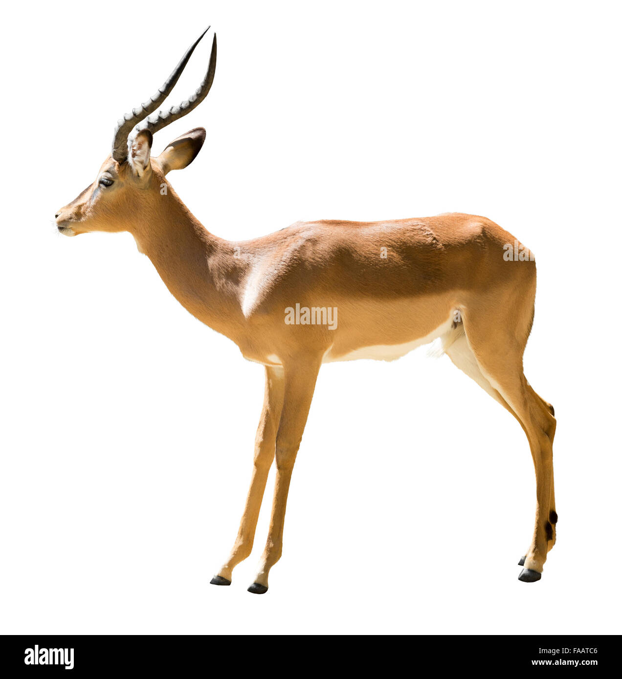 Male impala on white background Cut Out Stock Images & Pictures - Alamy