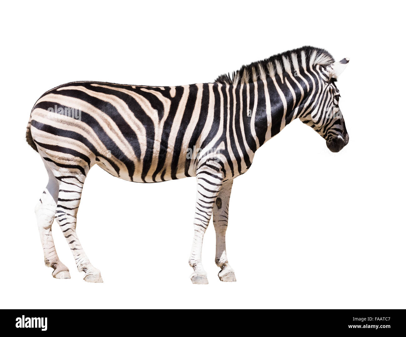 Full Length Of Zebra Isolated On White Stock Photo Alamy full-length-of-zebra-isolated-on-white-stock-photo-alamy