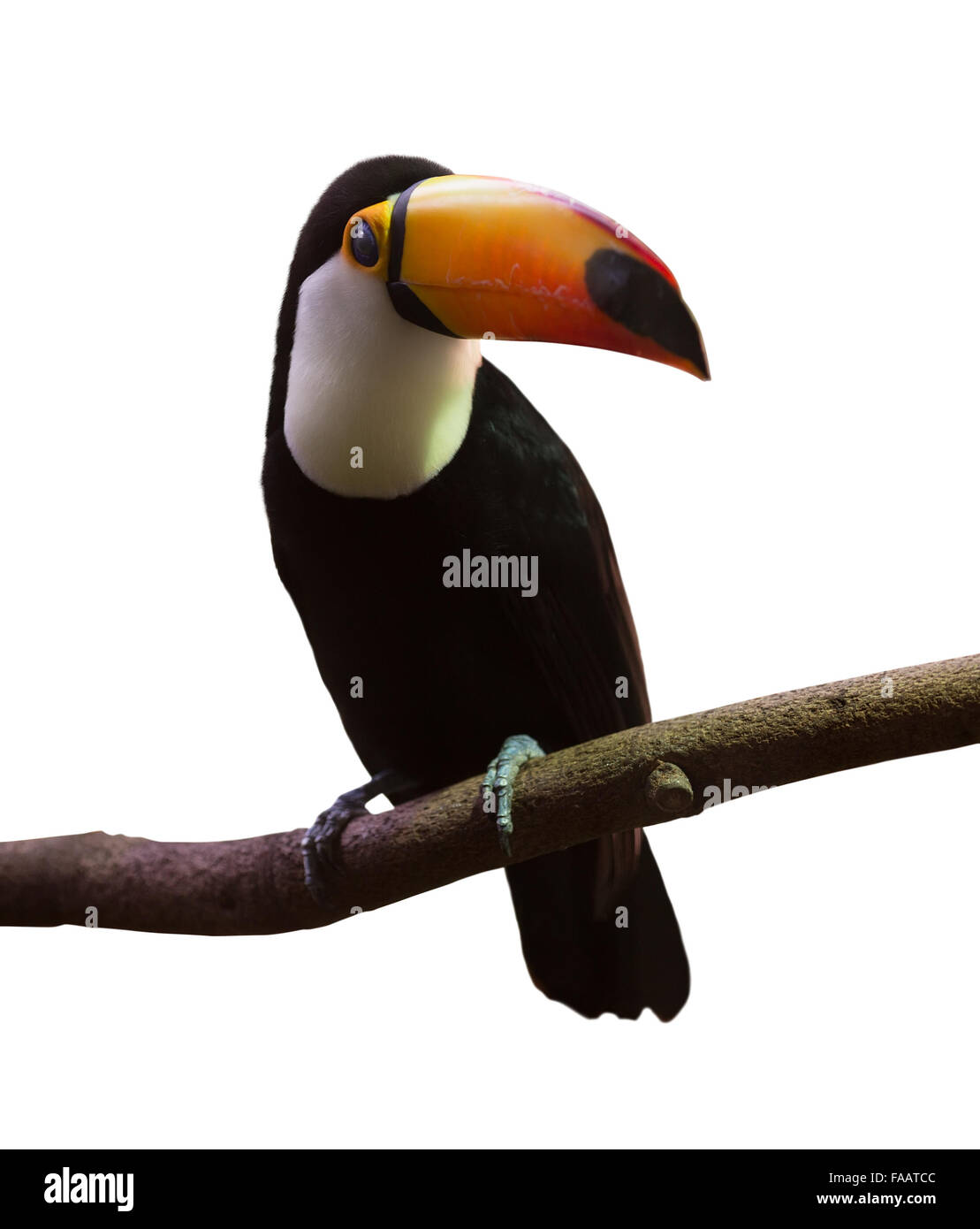 Common Toucan (Ramphastos toco). Isolated over white background Stock ...