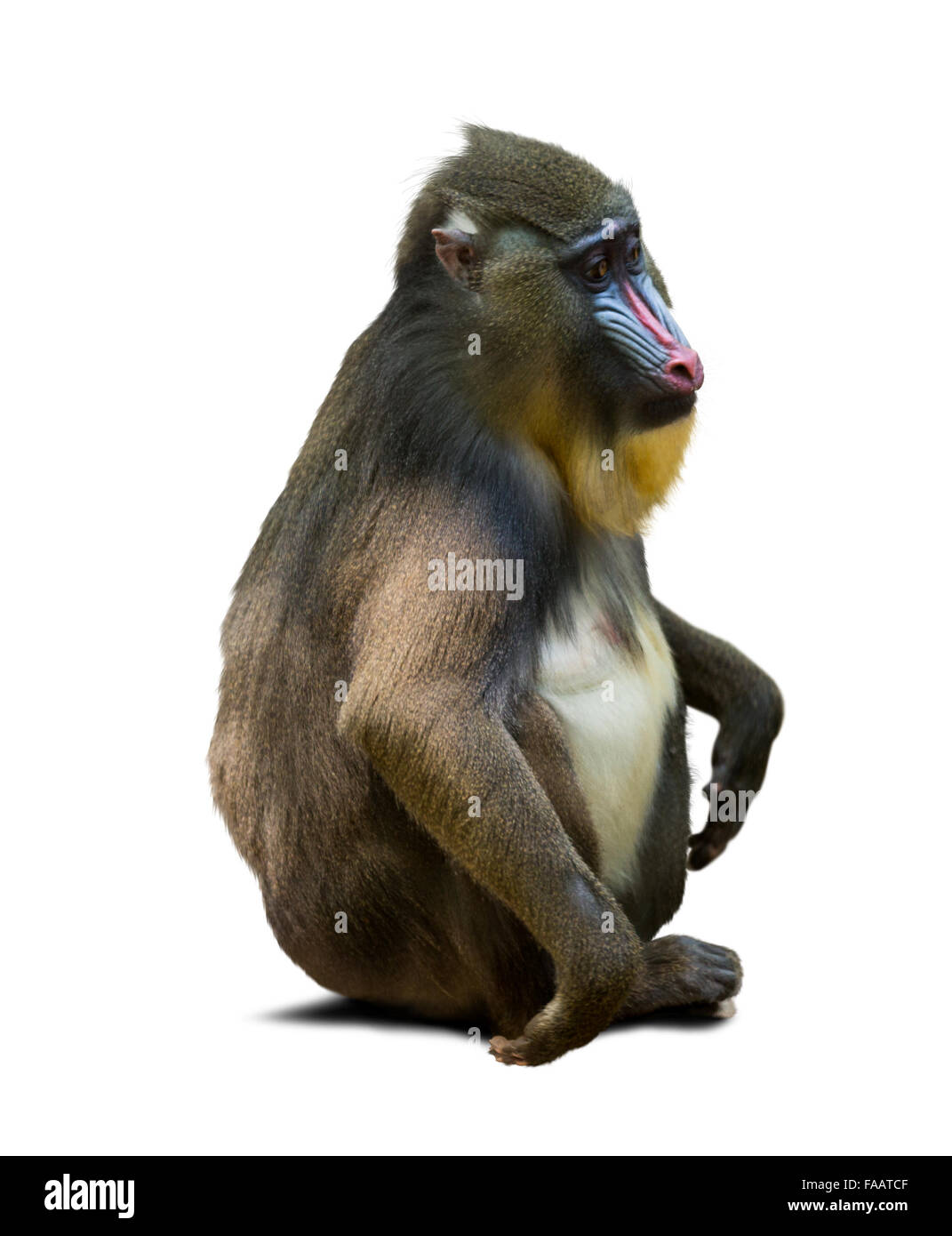Mandrill (Mandrillus sphinx). Isolated on white background Stock Photo ...