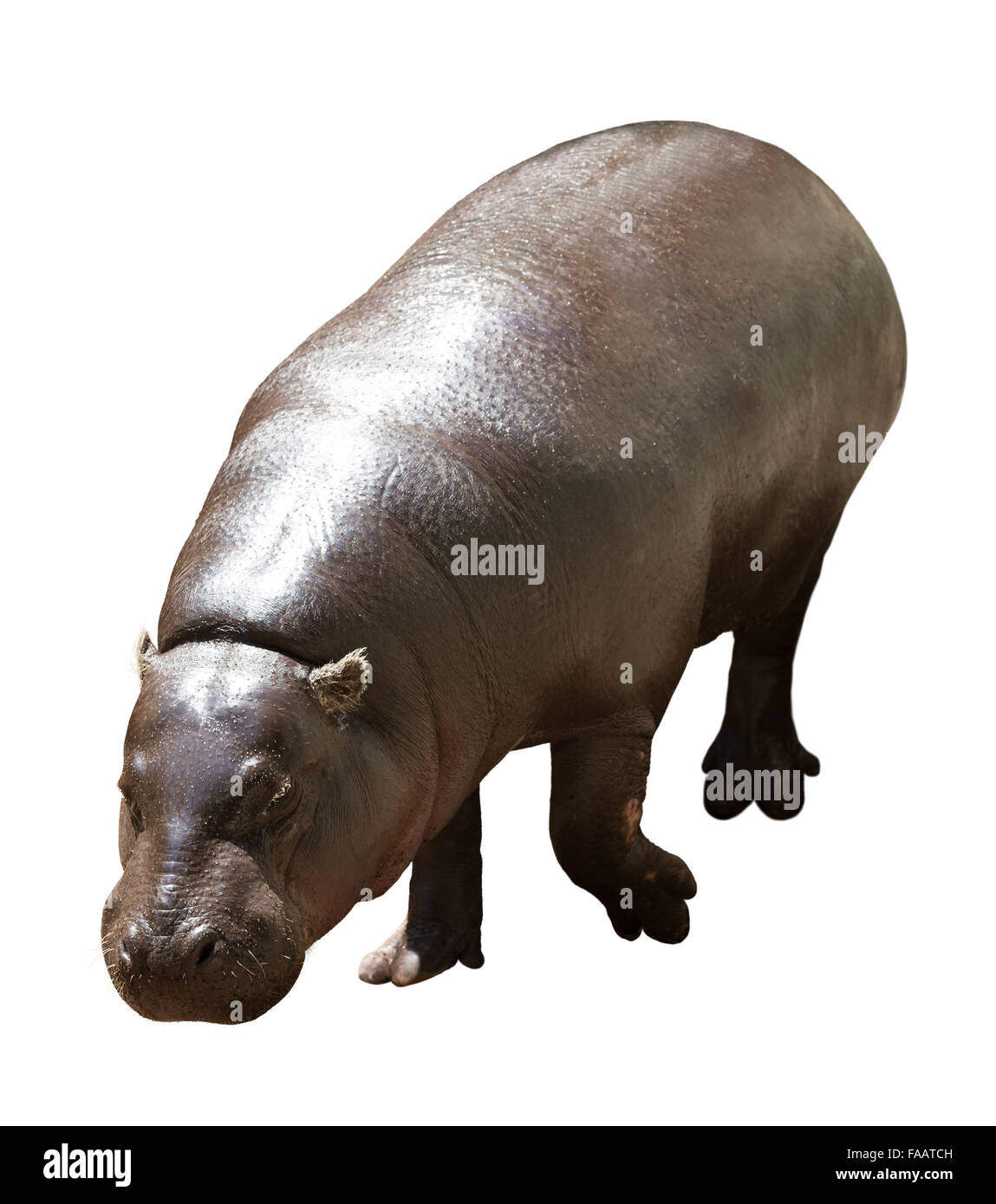 Hippopotamus Cut Out Stock Images & Pictures - Alamy