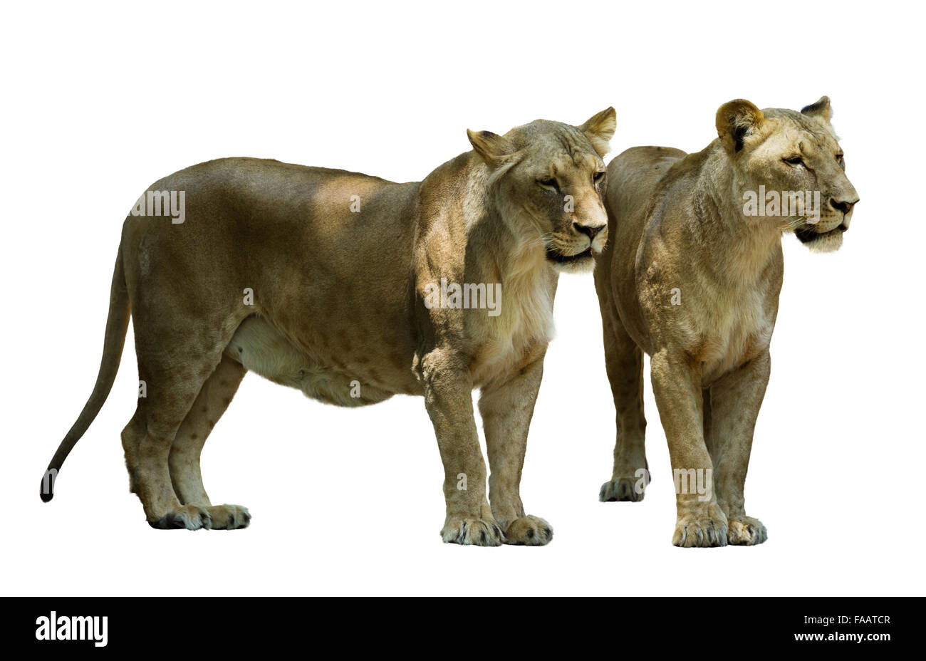 Two female lions Cut Out Stock Images & Pictures - Alamy