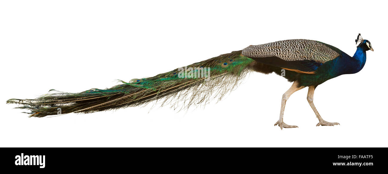 Male Indian Peafowl (peahen). Isolated over white background Stock ...