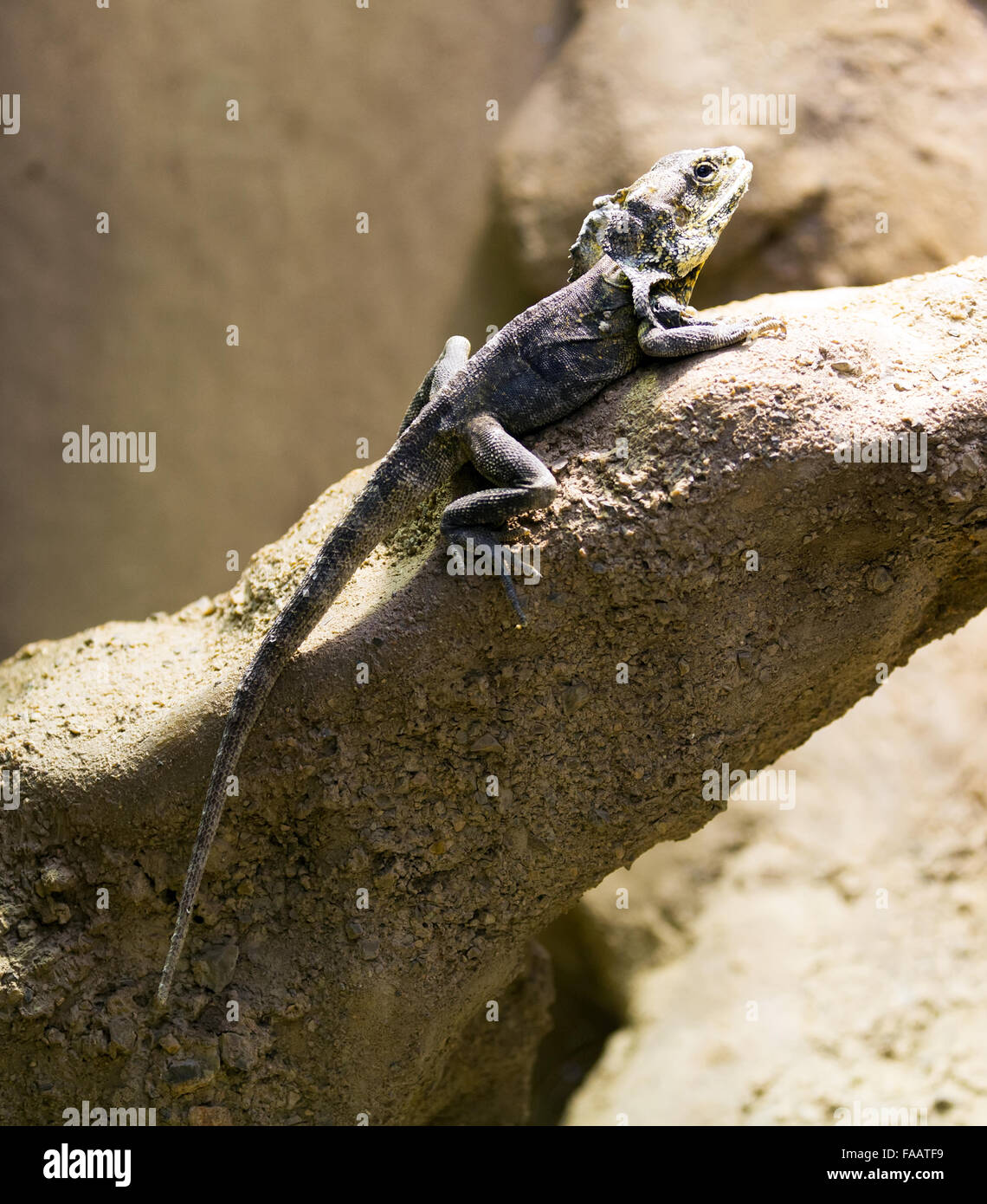 Frilled-neck lizard (Chlamydosaurus kingii) on stone Stock Photo - Alamy