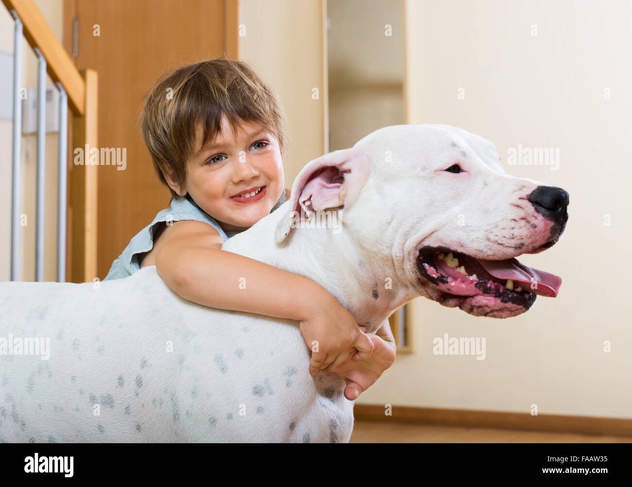 small nice girl on the floor with dogo Argentino (focus on dog Stock ...