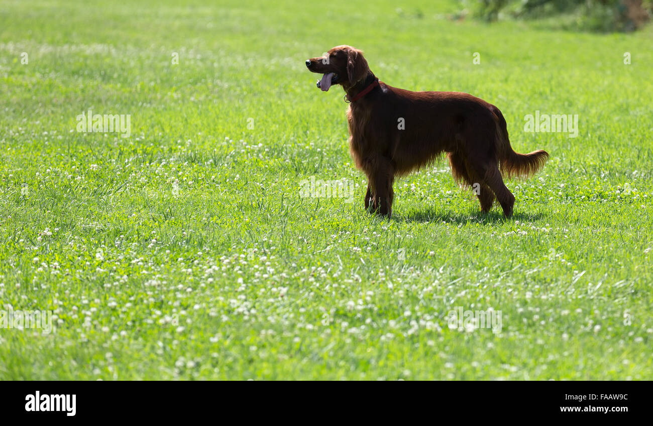 Irish Setter on grass at park Stock Photo - Alamy
