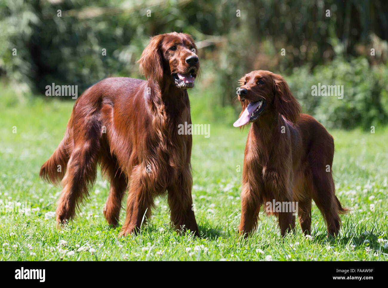 Two Irish Setters standing on green grass Stock Photo - Alamy