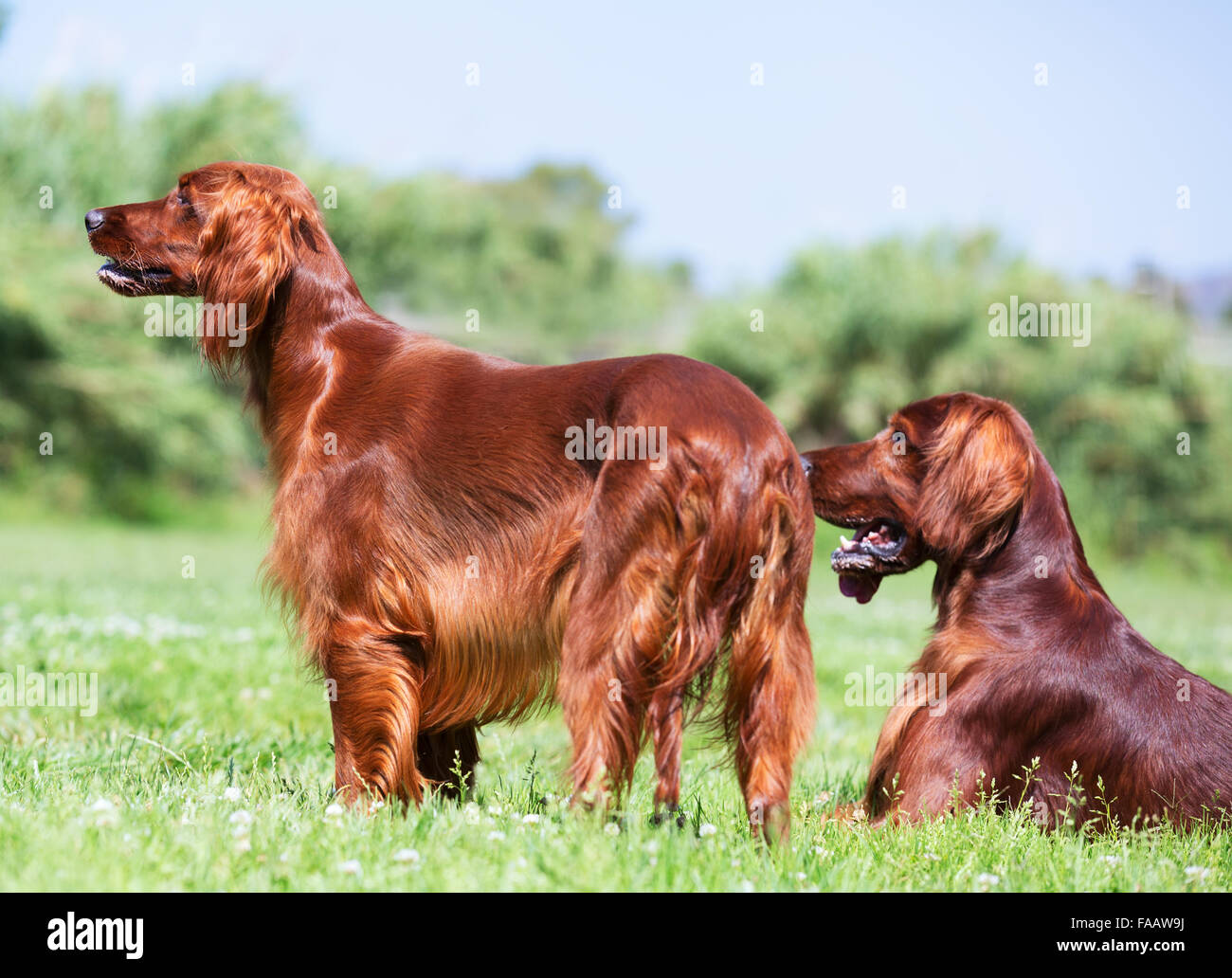 Two Red Irish Setters on grass at park Stock Photo - Alamy