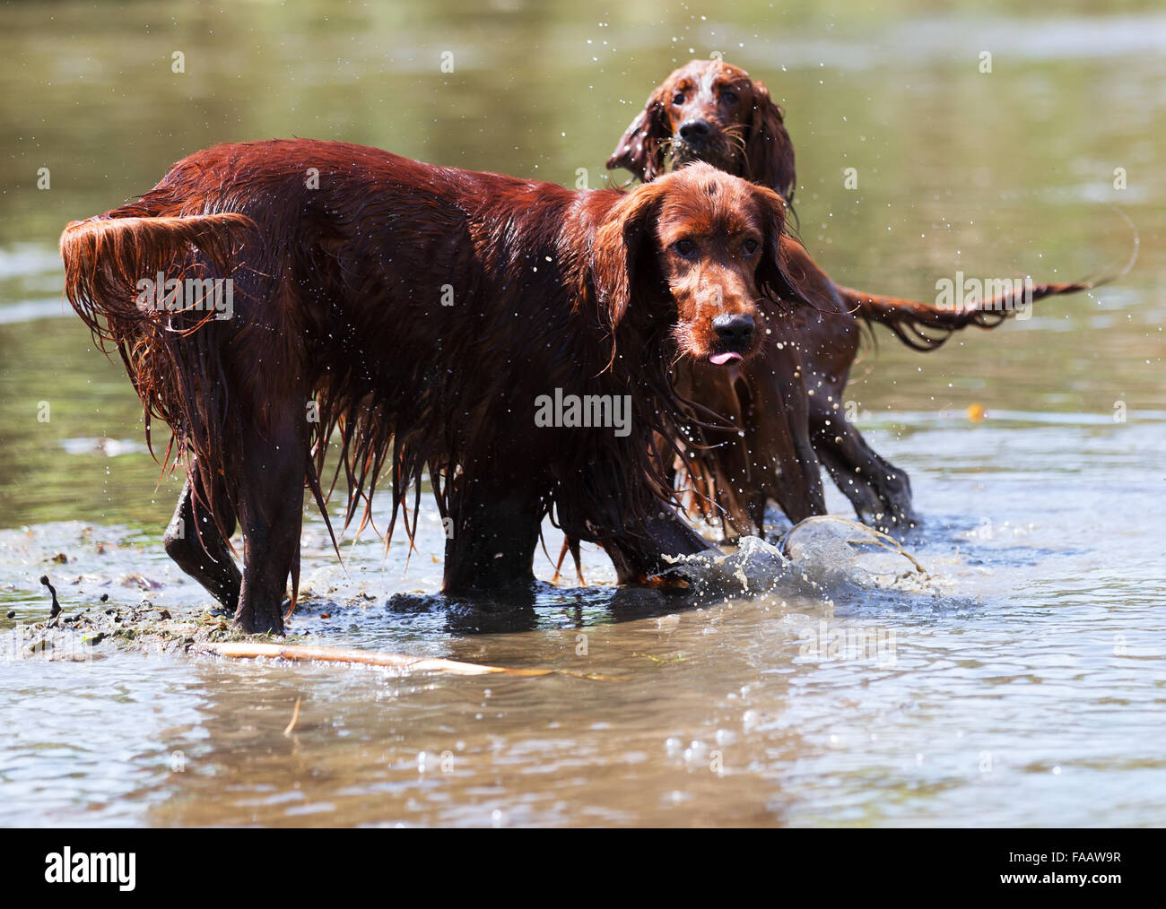 Irish setter in river hi-res stock photography and images - Alamy