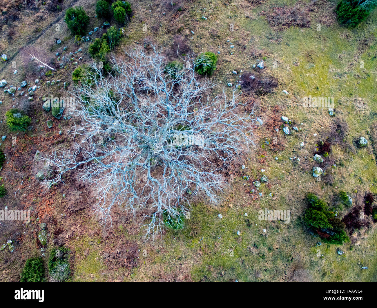 Tree from above Stock Photo - Alamy