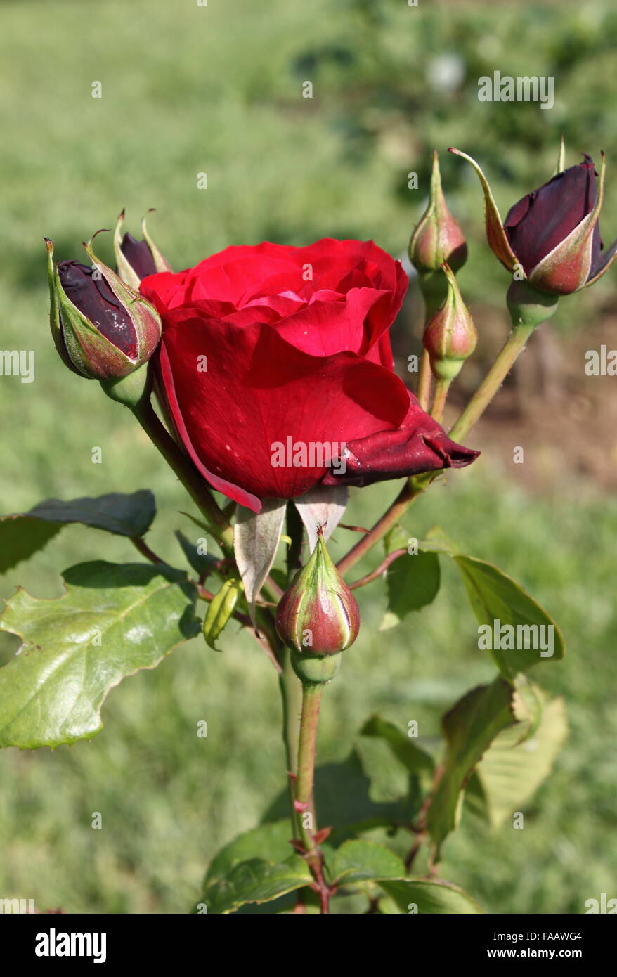 Closeup of a beautiful red rose Stock Photo - Alamy