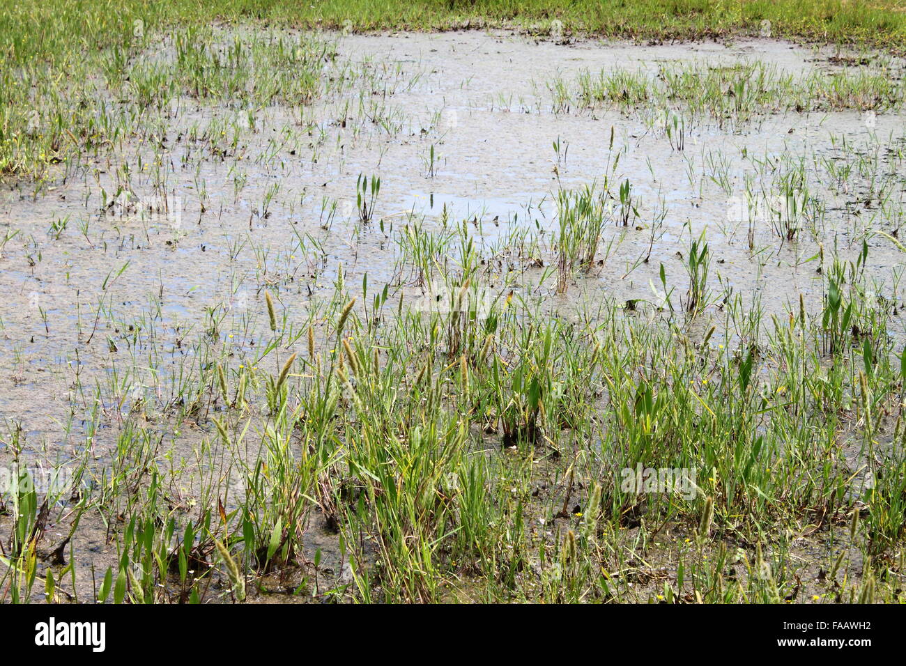Swamp water hi-res stock photography and images - Alamy
