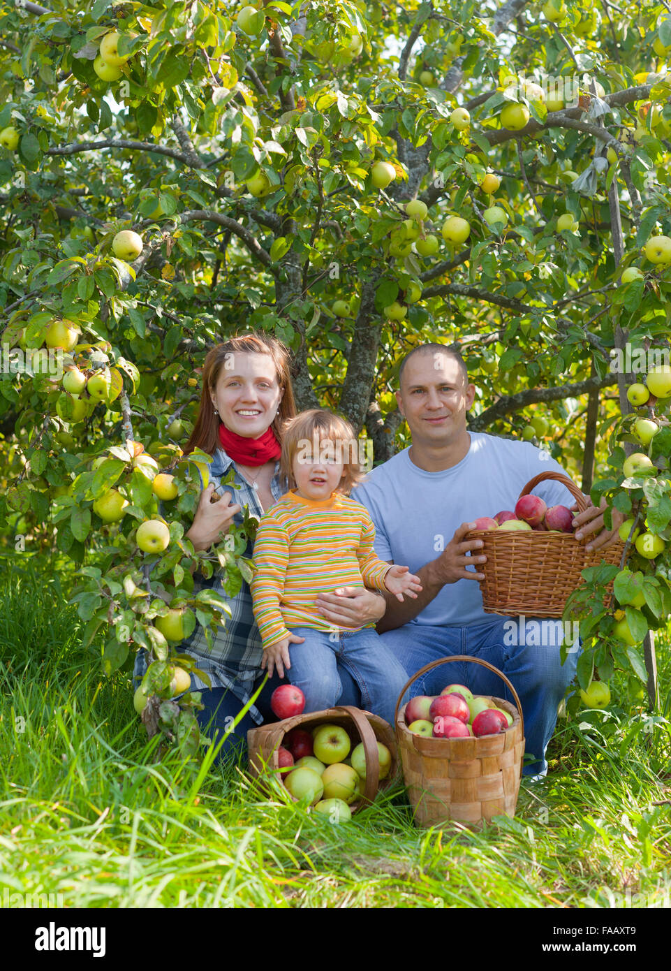Happy family with apple harvest in orchard Stock Photo - Alamy