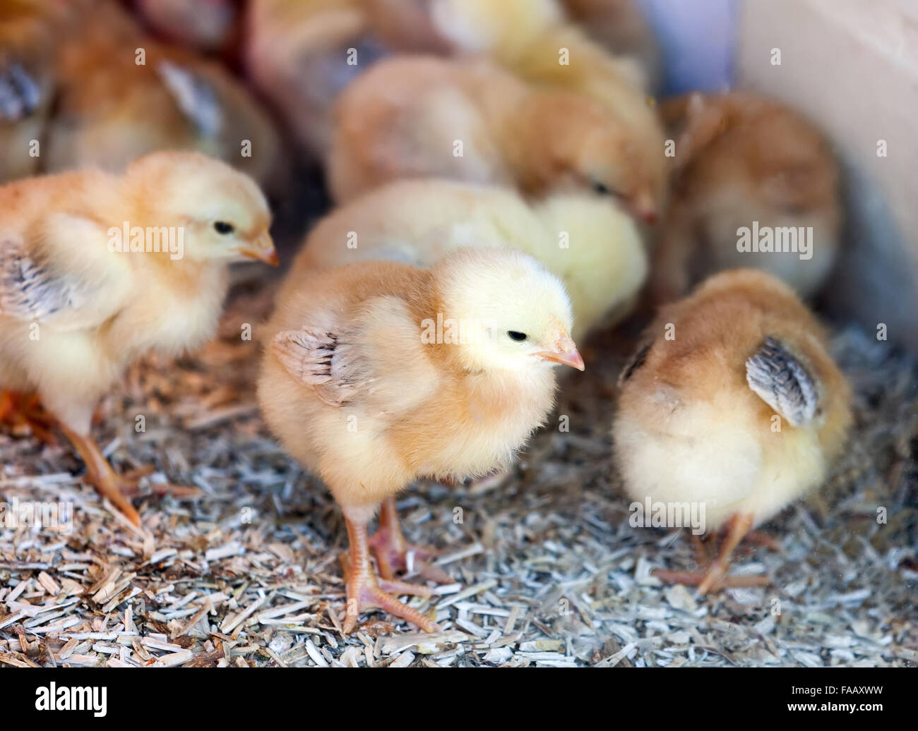 little yellow chickens at farm Stock Photo - Alamy