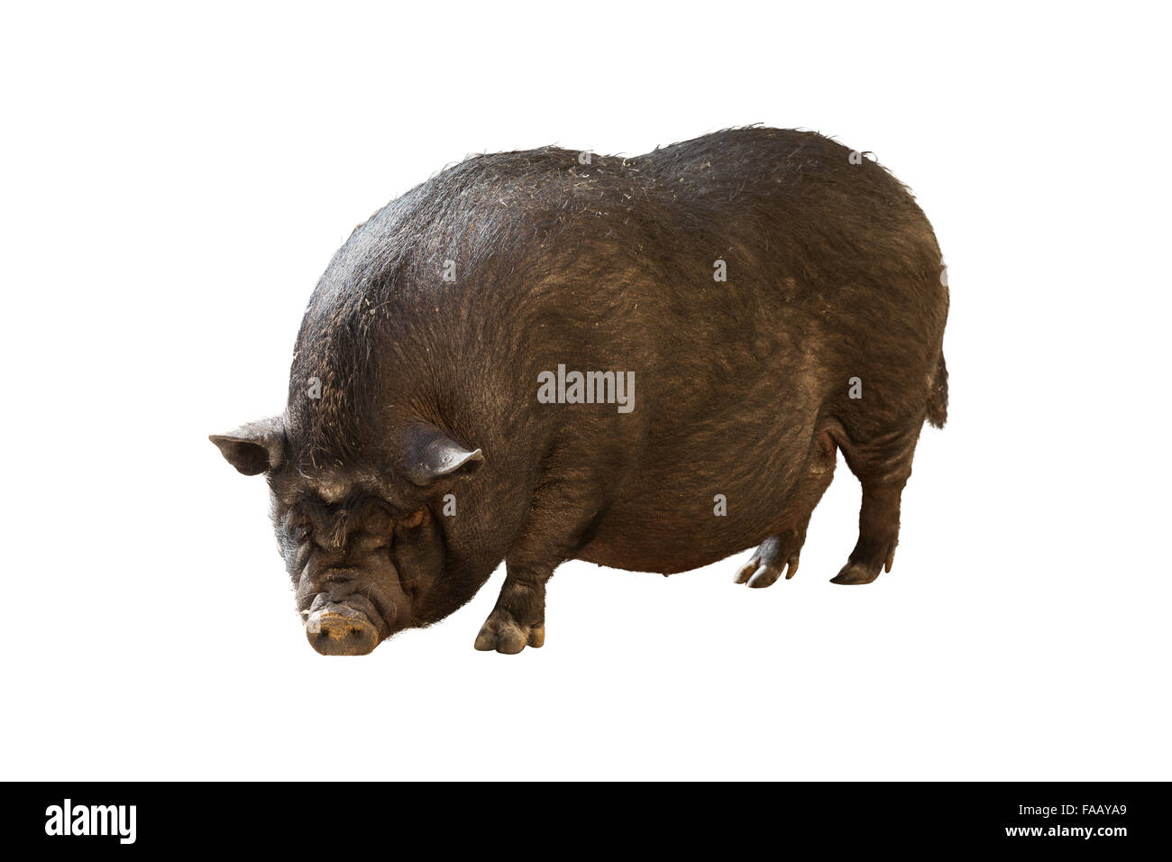Farm pig. Isolated over white background Stock Photo - Alamy