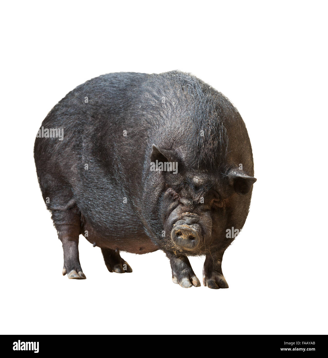 Pig. Isolated over white background Stock Photo - Alamy