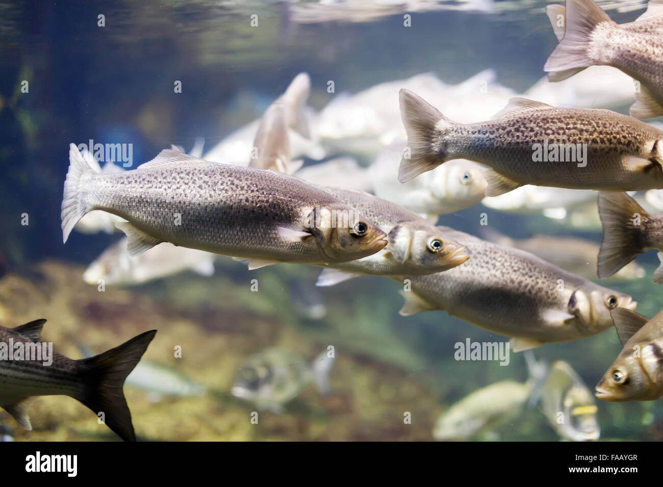 Grey mullet mugilidae hi-res stock photography and images - Alamy