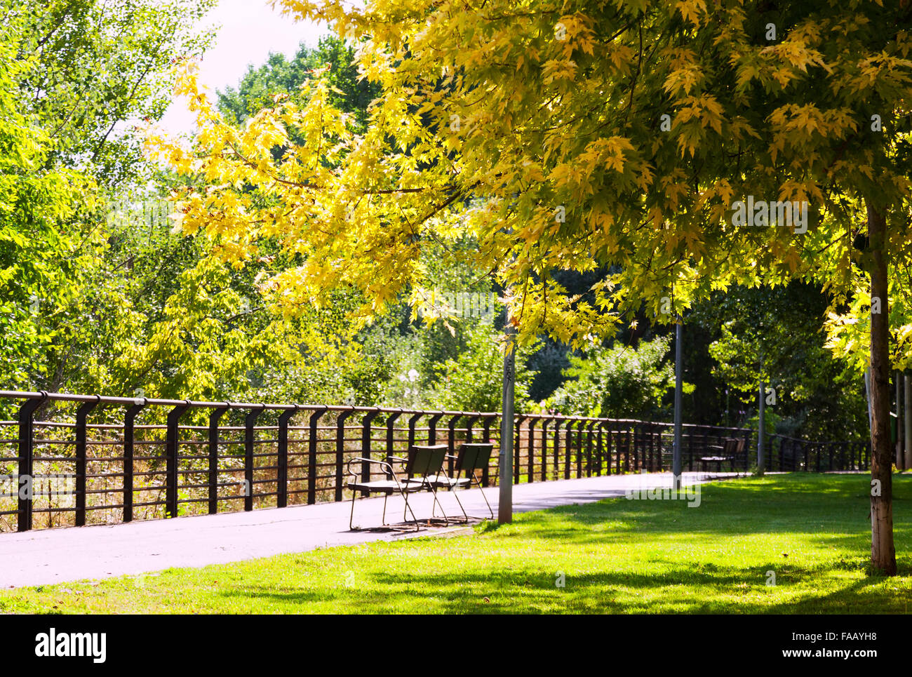 Sunny summer park with bench and trees Stock Photo - Alamy