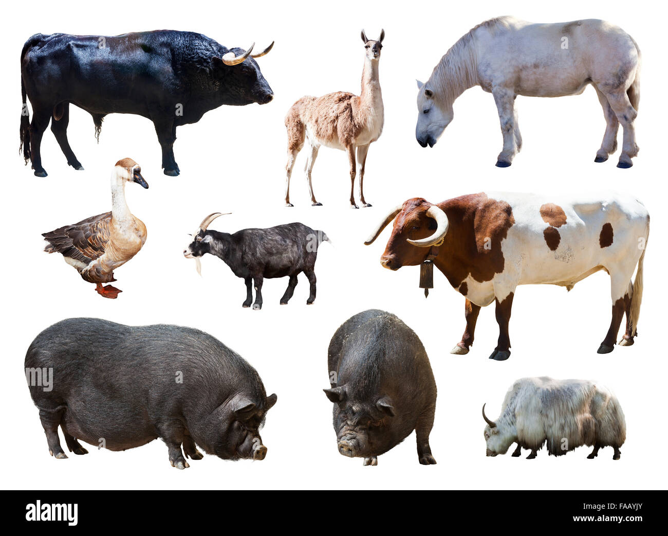 Set of pigs and other farm animals. Isolated over white background ...