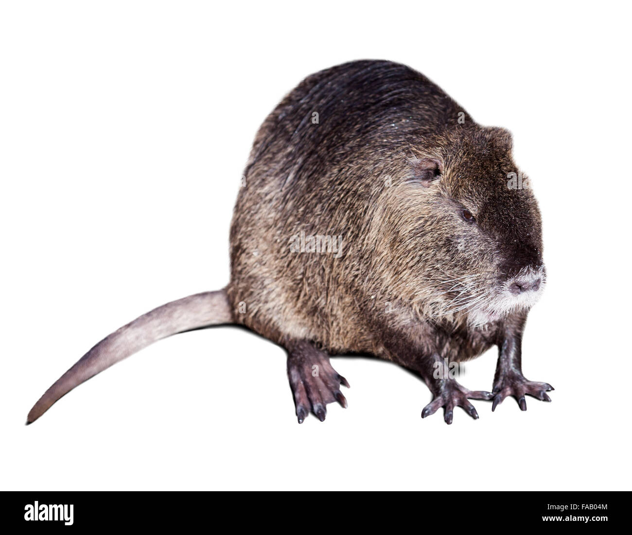 Coypu hi-res stock photography and images - Alamy