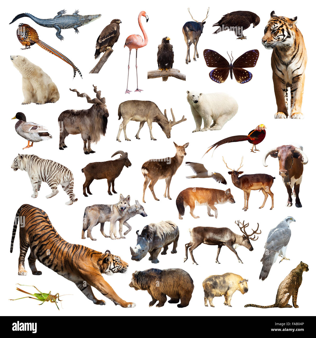 Endangered animals collage hi-res stock photography and images - Alamy