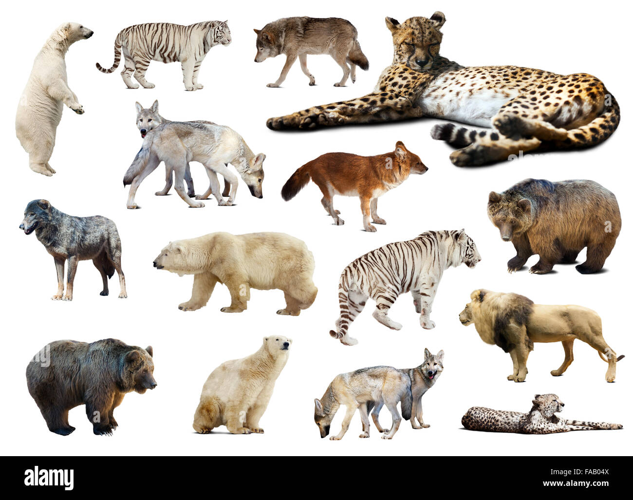 Cheetah and other predators. Isolated over white background Stock Photo ...
